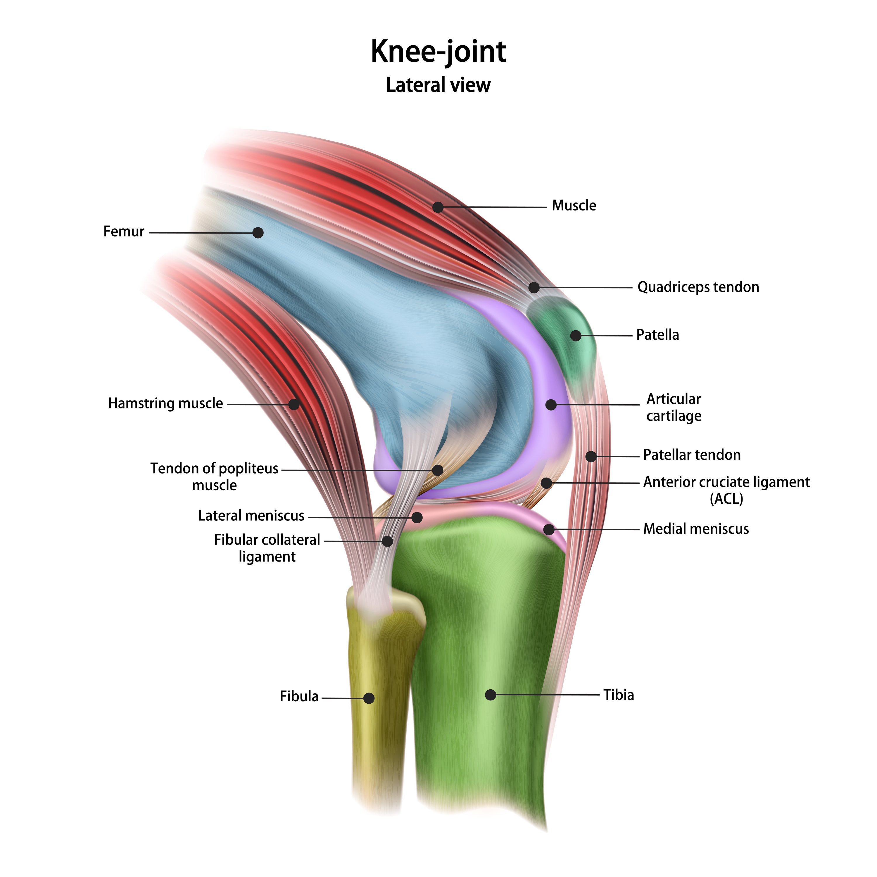 Knee Pain Knee Pain